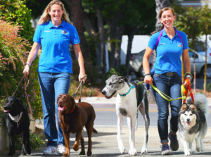 GoFetch Long Beach | Your One Stop Dog Shop.